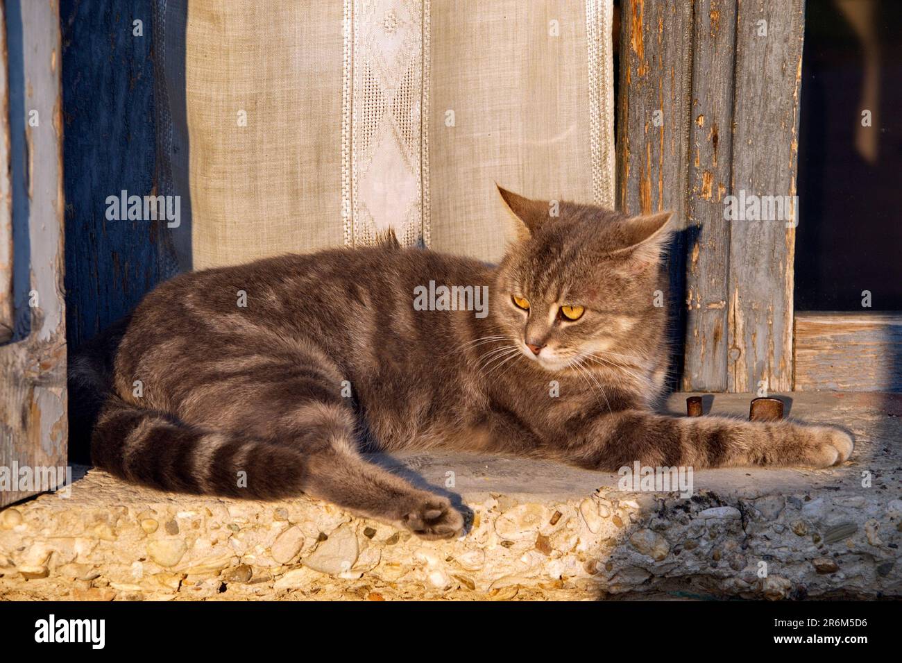cat on a window sill Stock Photo - Alamy