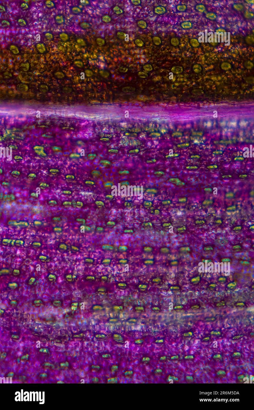 Plant cell hi-res stock photography and images - Alamy