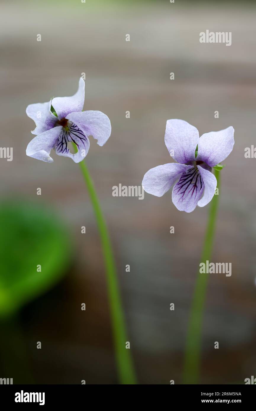 Alpine marsh violet flowering Stock Photo - Alamy