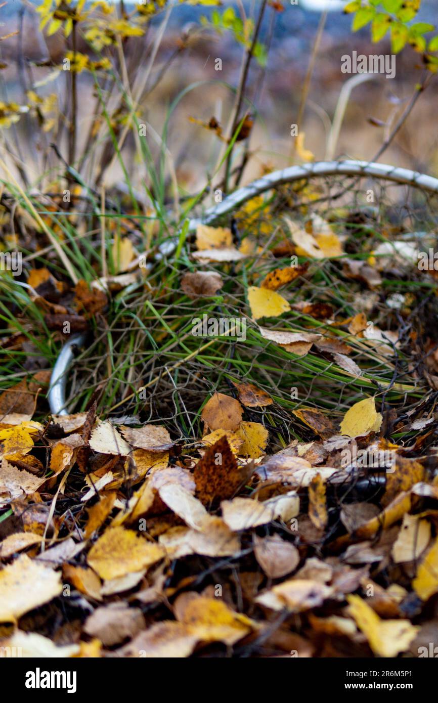 An old net in autumn foliage Stock Photo - Alamy