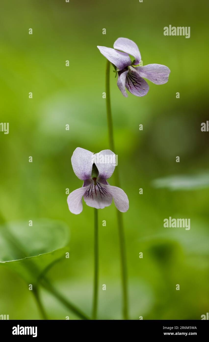 Alpine marsh violet flowering Stock Photo - Alamy