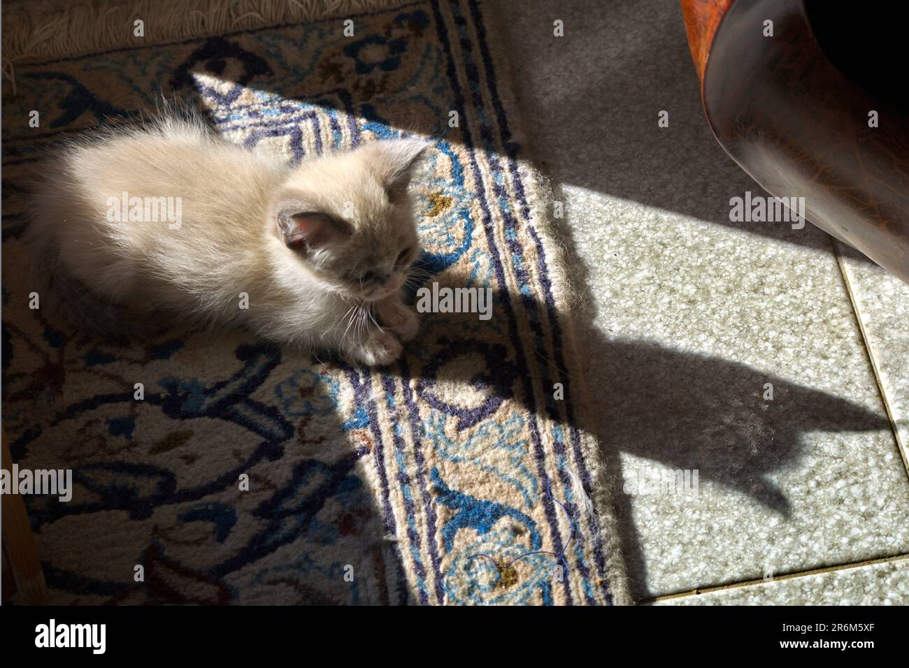 long shadow of a kitten on the floor Stock Photo - Alamy