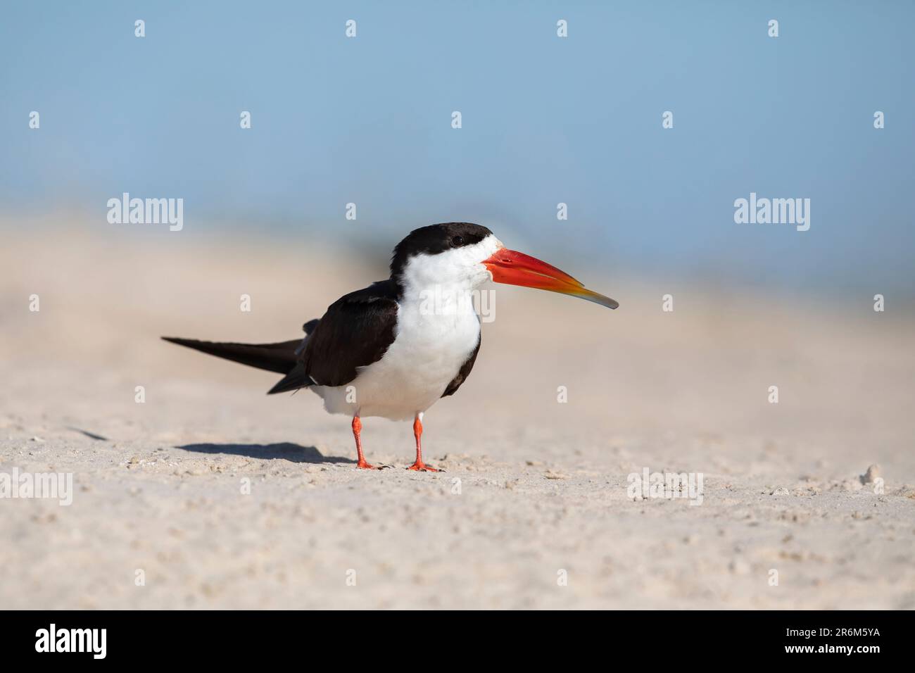 African skimmer (Rynchops flavirostris), Chobe National Park, Botswana ...