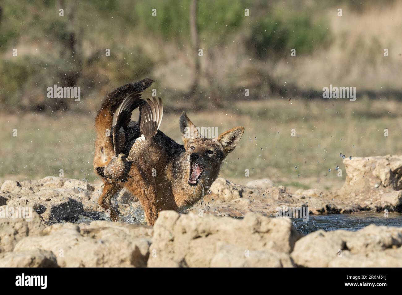 Black-backed jackal (Lupulella mesomelas) hunting Burchell's sandgrouse ...