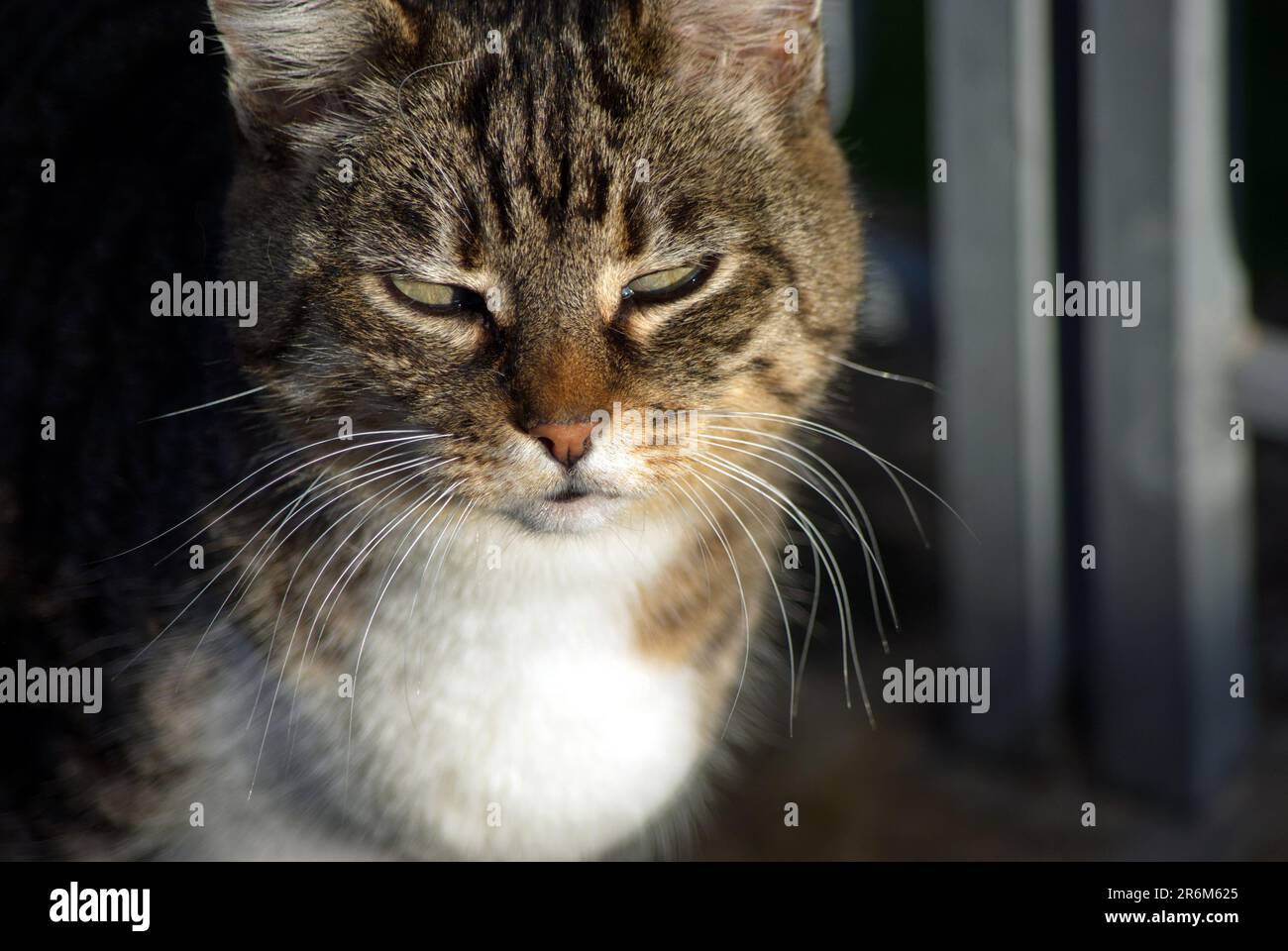 Front view of a cat Stock Photo - Alamy