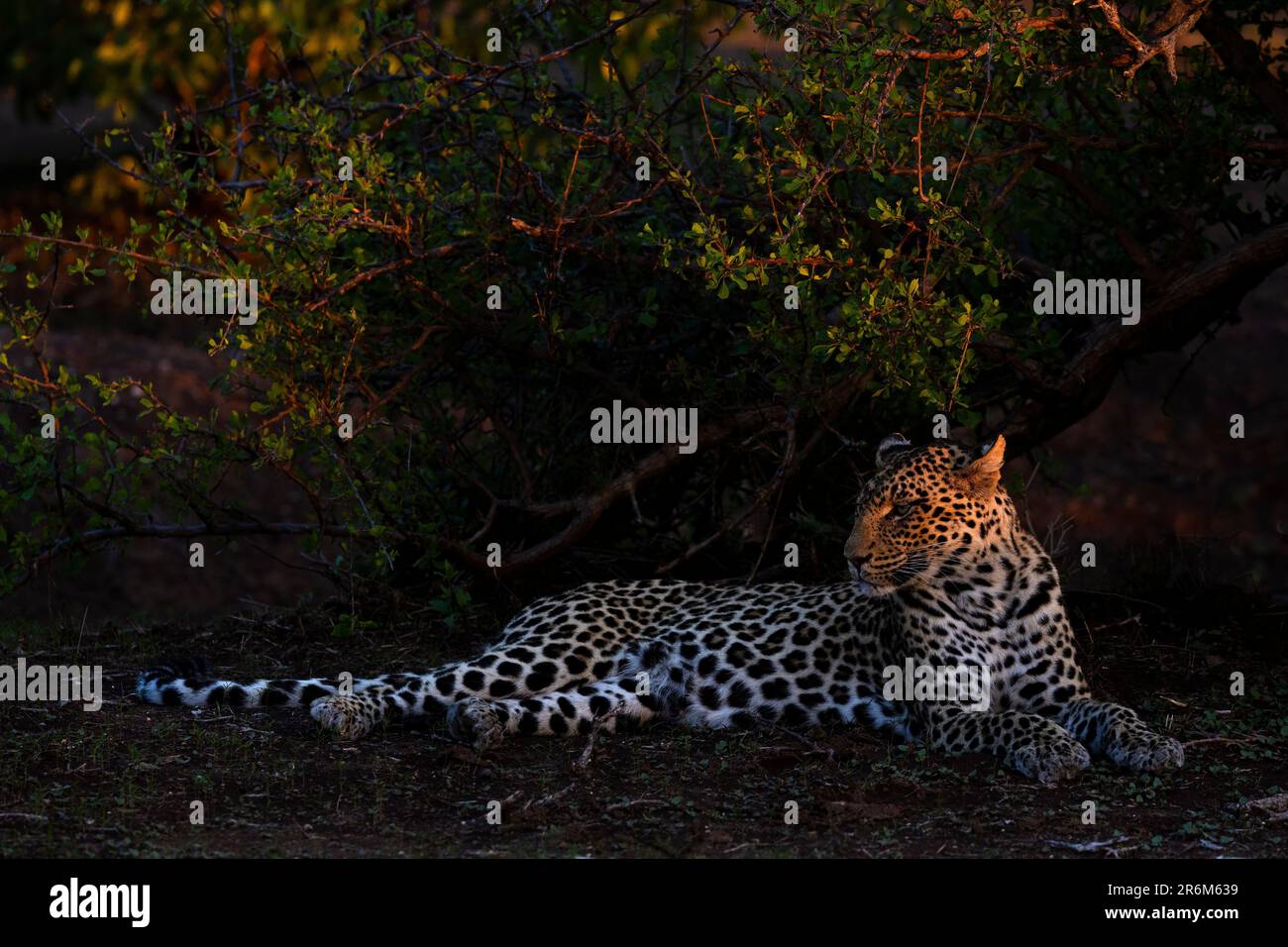 Leopard (Panthera pardus), Mashatu Game Reserve, Botswana, Africa Stock ...