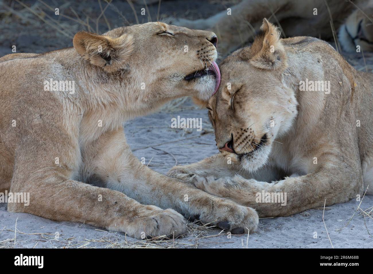 Lion grooming wildlife africa hi-res stock photography and images - Alamy
