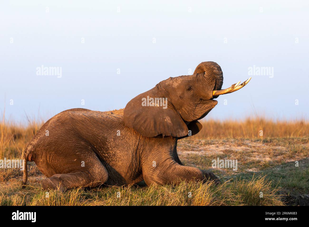 African elephant lying down hi-res stock photography and images - Alamy