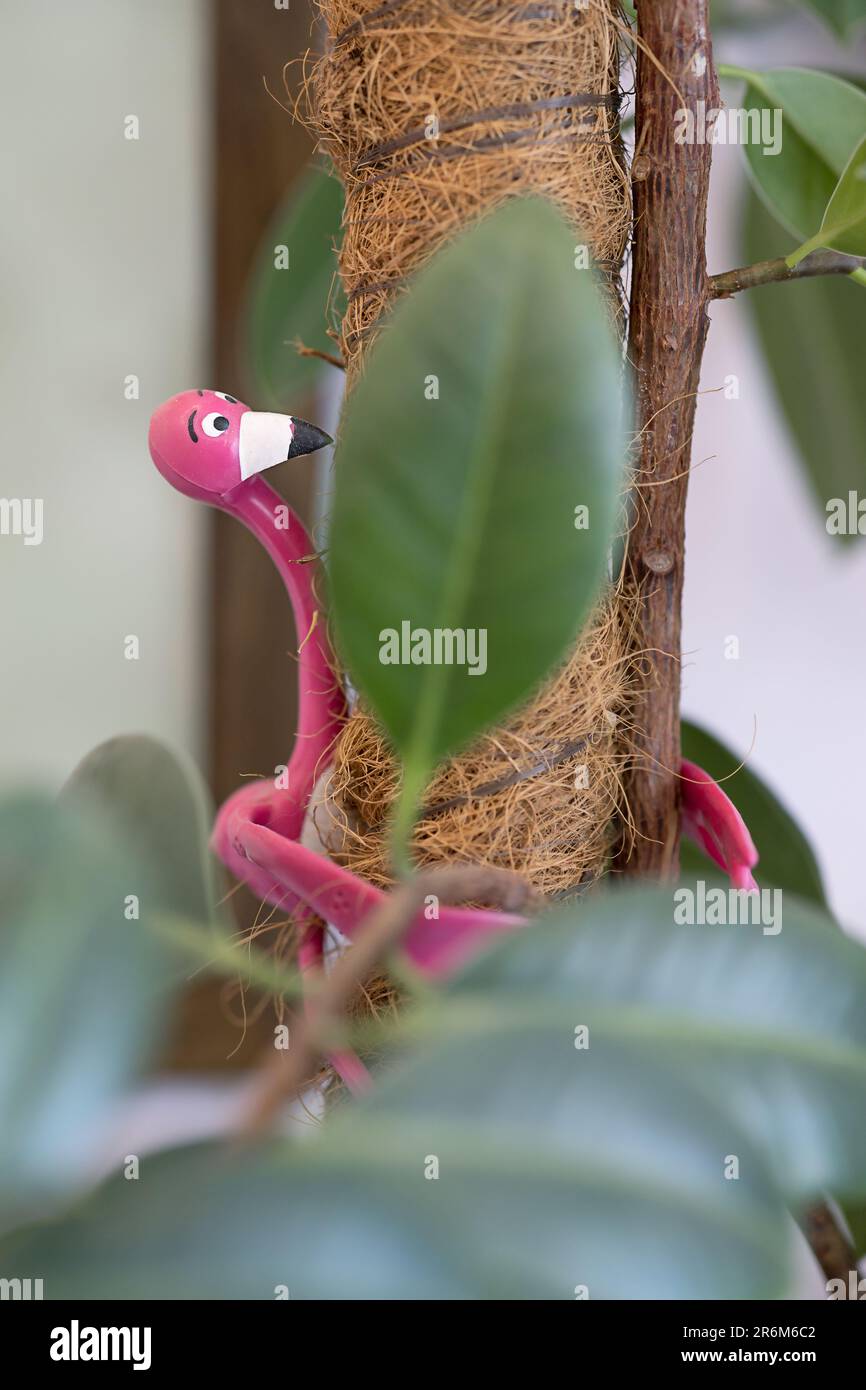 Beautiful green indoor ficus hi-res stock photography and images - Alamy