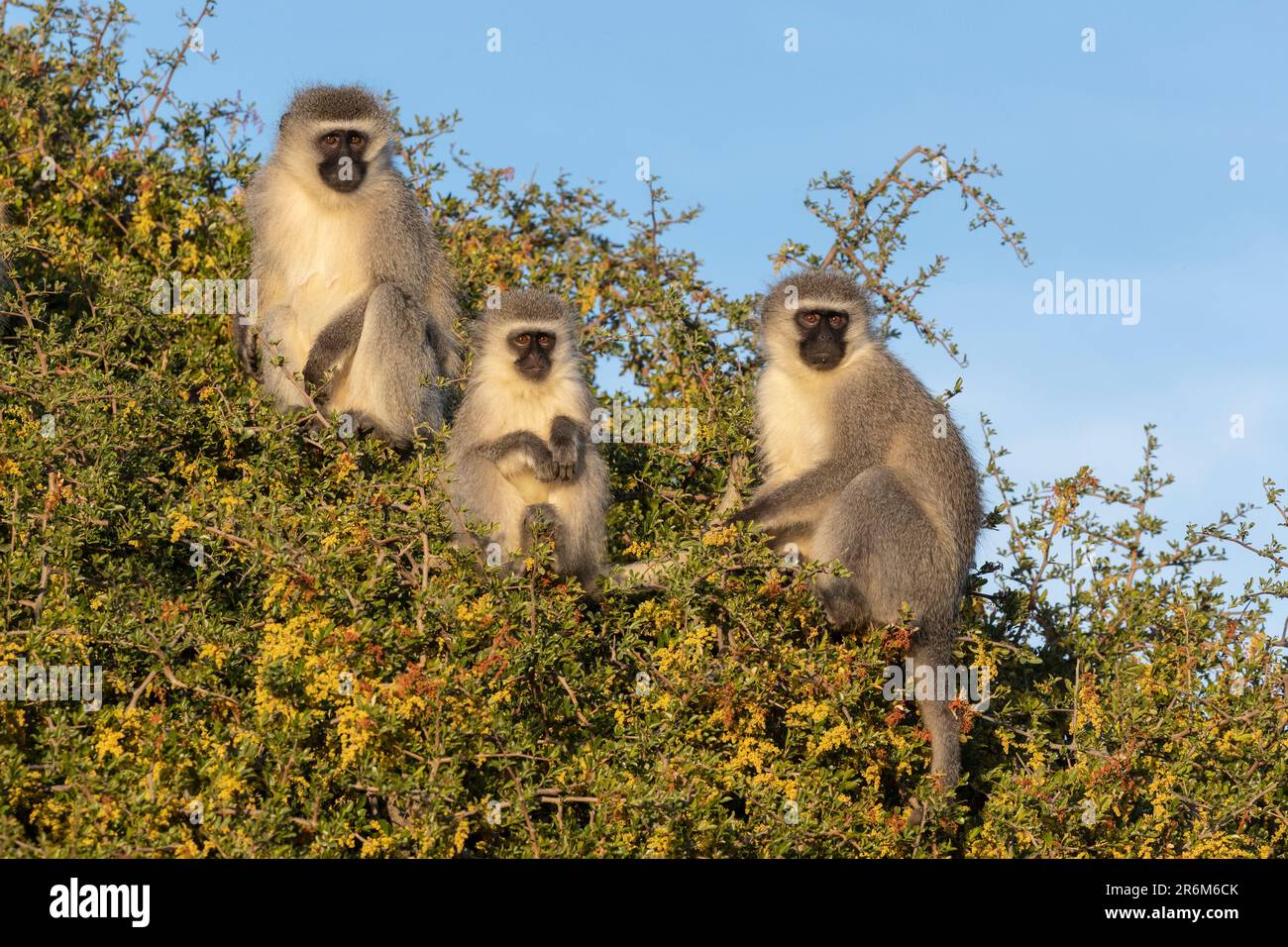 Vervet monkeys (Chlorocebus pygerythrus), Mountain Zebra National Park ...