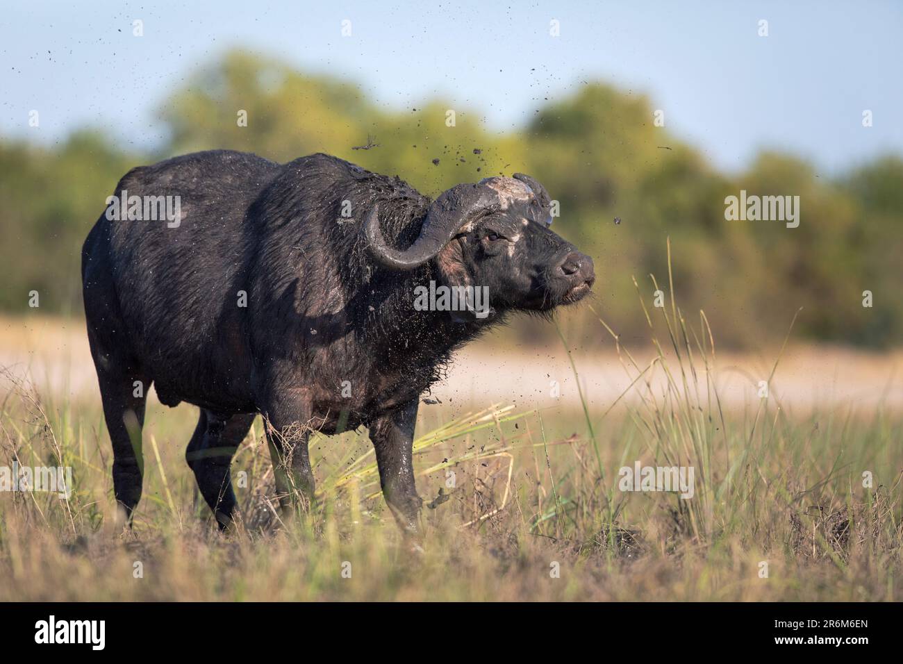 Africa botswana chobe national park cape buffalo hi-res stock ...