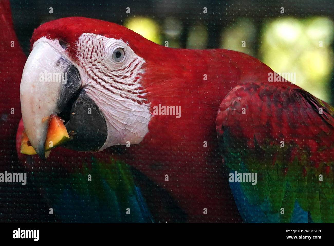 New Delhi, India. 08th June, 2023. A Pair of Green-winged Macaws eats ...