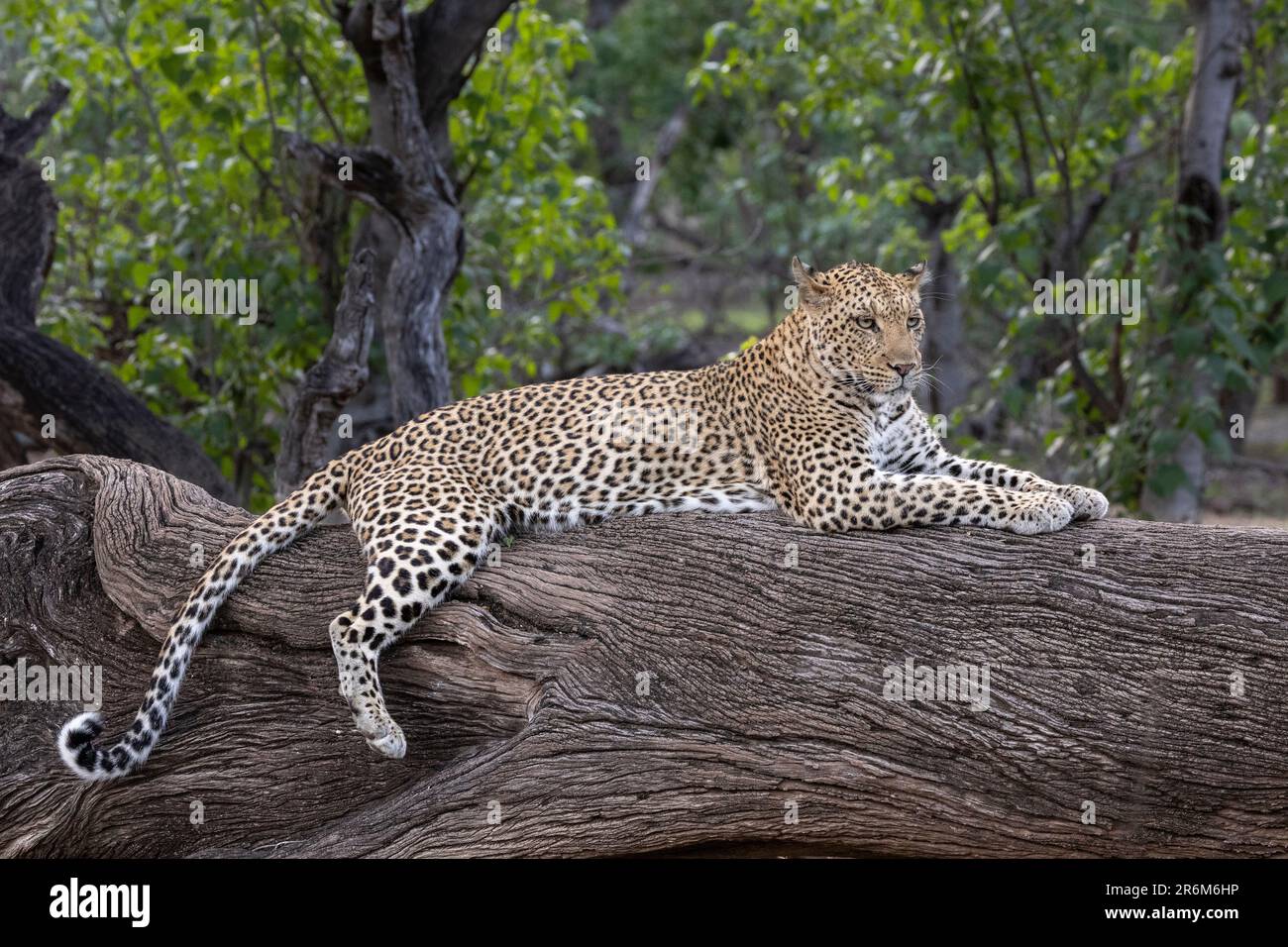 Leopard (Panthera pardus), Mashatu Game Reserve, Botswana, Africa Stock ...