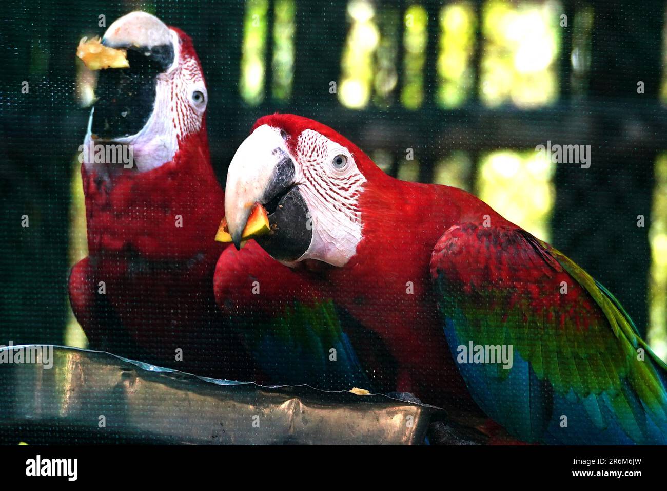New Delhi, India. 08th June, 2023. A Pair of Green-winged Macaws eats ...