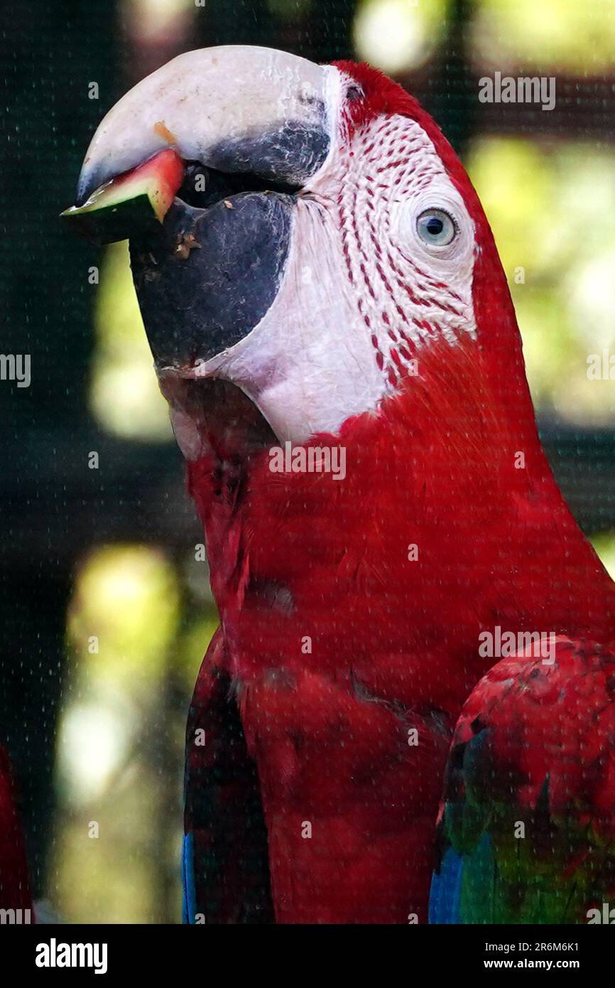 New Delhi, India. 08th June, 2023. A Pair of Green-winged Macaws eats ...