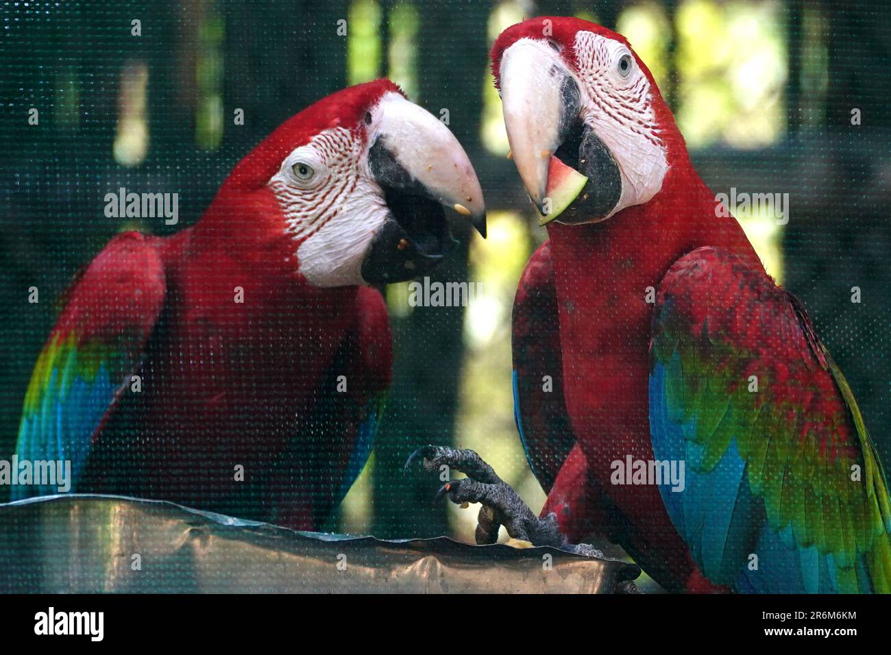 New Delhi, India. 08th June, 2023. A Pair of Green-winged Macaws eats ...