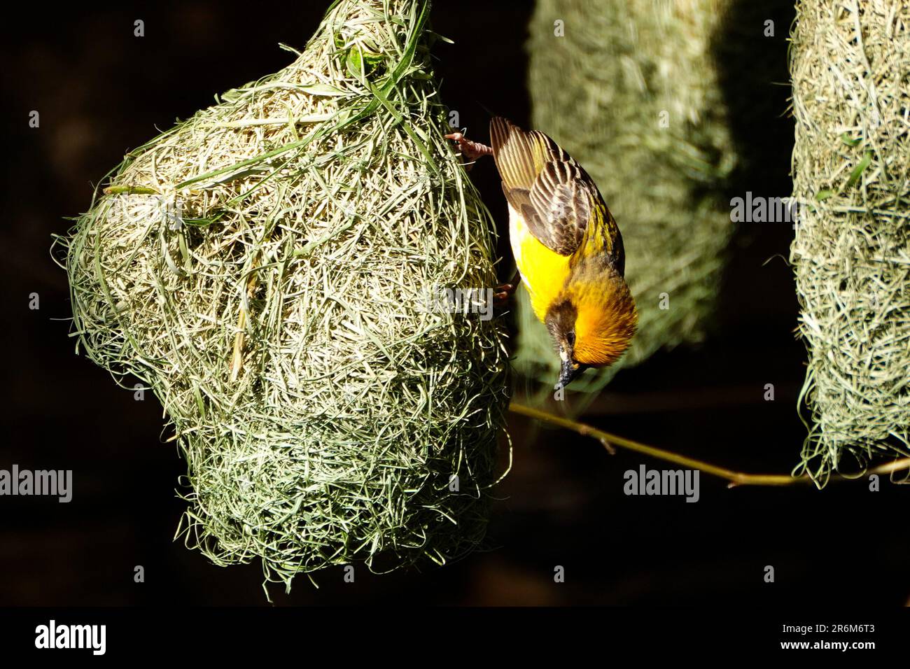 Ajmer, India. 10th June, 2023. The baya weaver (Ploceus Philippinus) birds build their nest ...