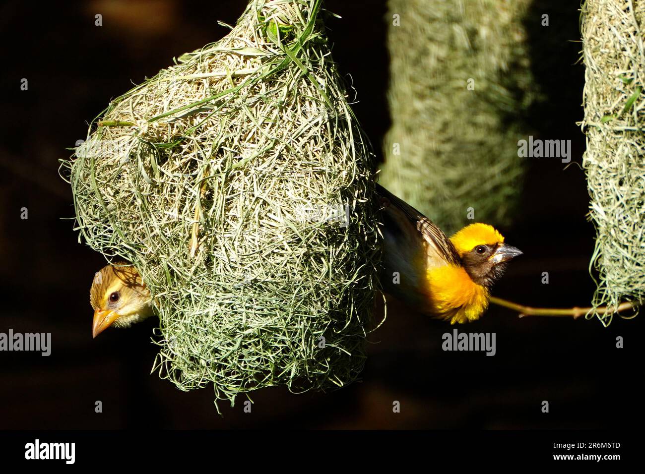 Ajmer, India. 10th June, 2023. The baya weaver (Ploceus Philippinus) birds build their nest ...