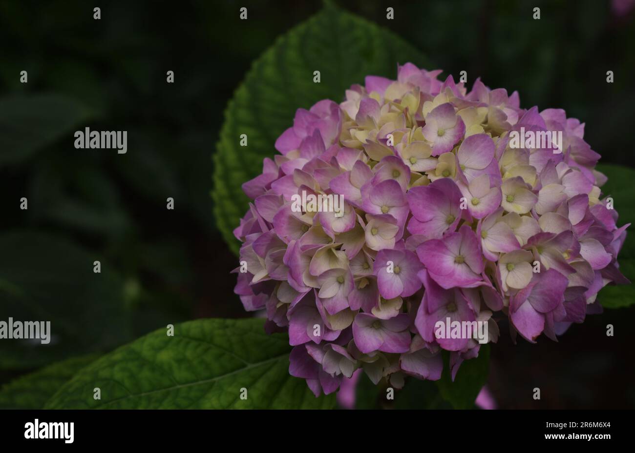 In summer, the pink and white hydrangea, like a ball, blooms vigorously ...