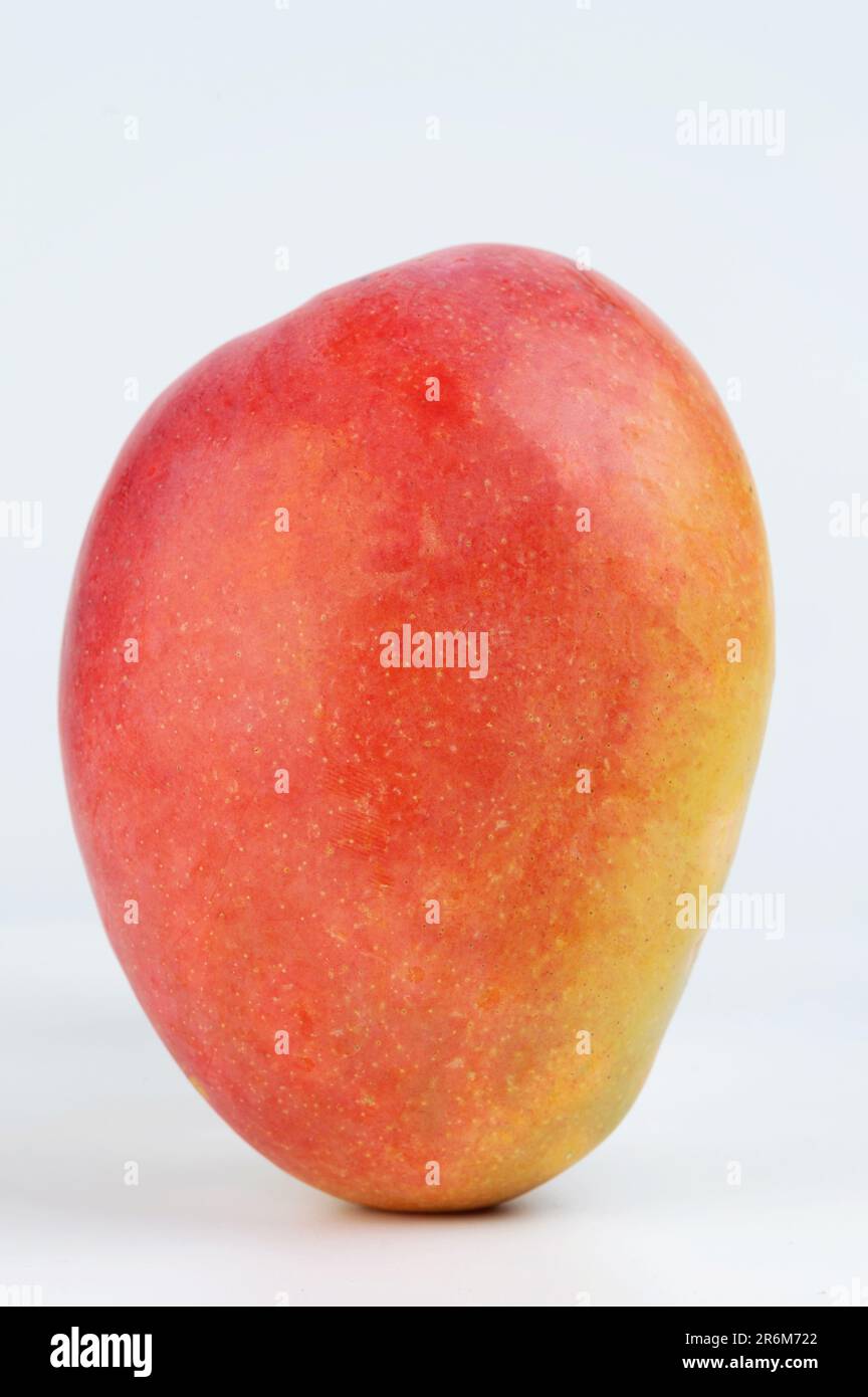 Bright shiny orange color mango fruit isolated on white studio ...