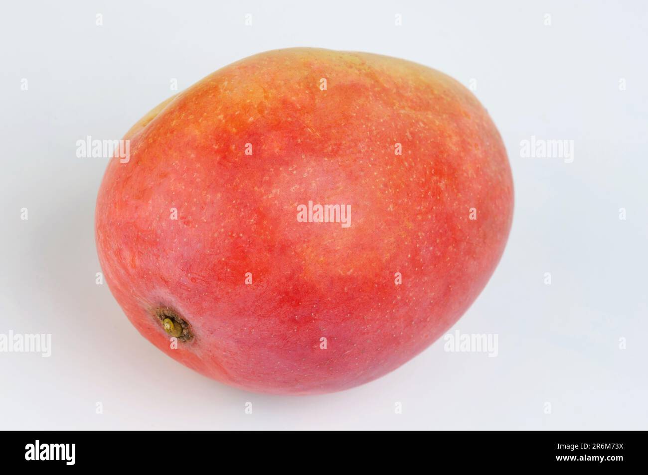 Orange color mango fruit isolated on white studio background Stock ...