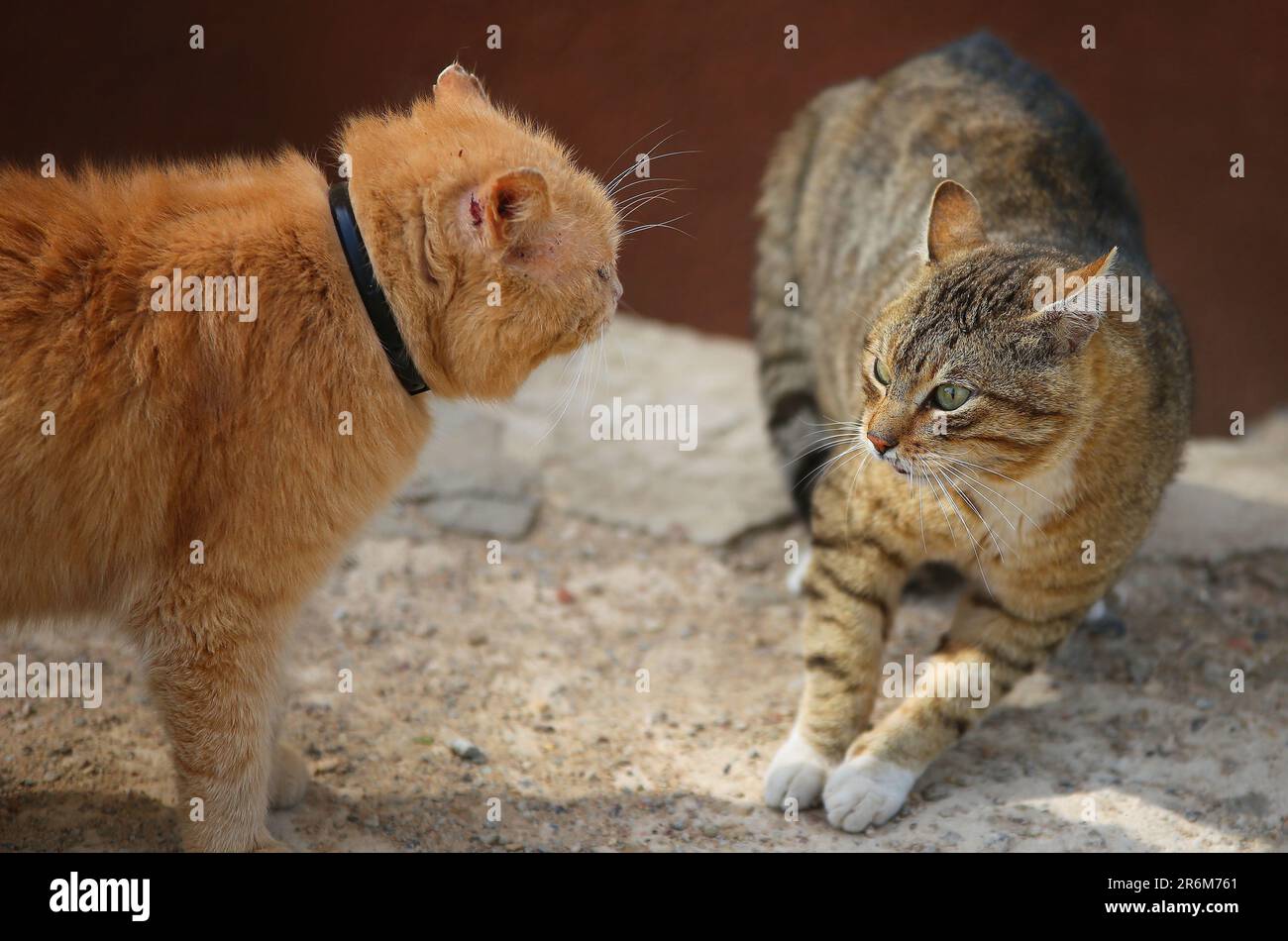 Cats fighting each other hi-res stock photography and images - Alamy