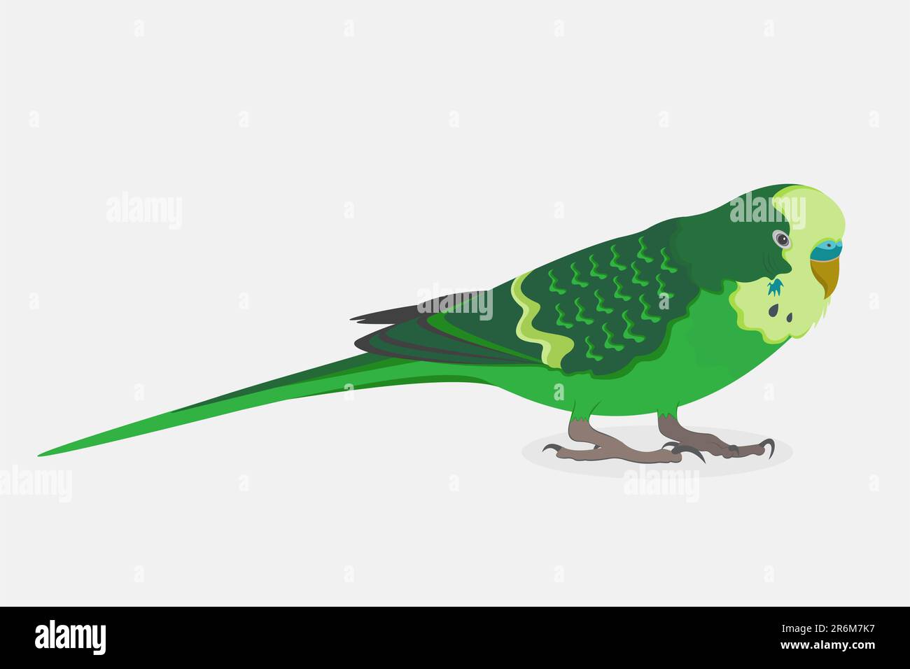 Vector Illustration of small Parrot Stock Vector Image & Art - Alamy