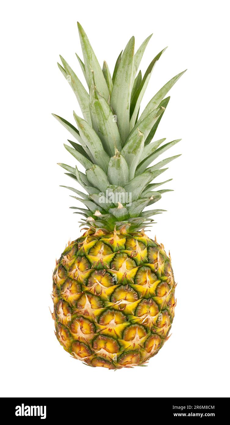 Pineapple Photography