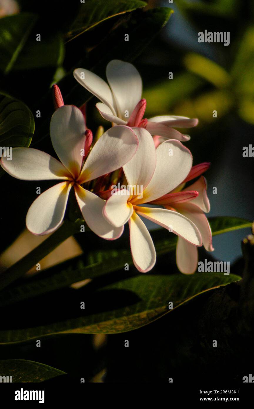 On a plumeria tree in Hawaii, clusters of plumeria blooms are blooming ...