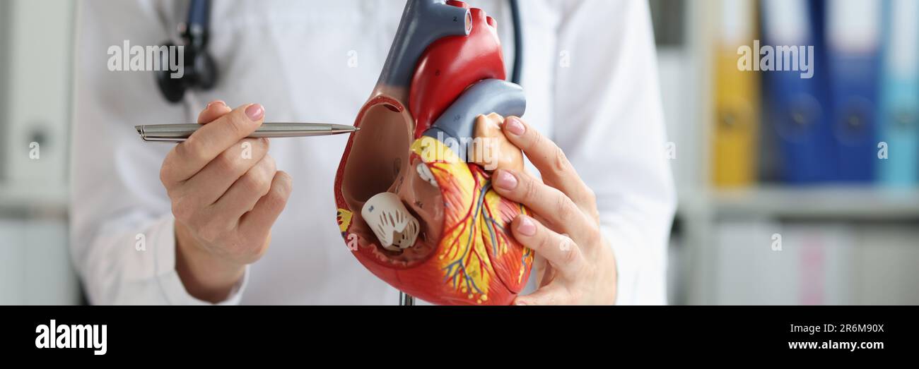 Cardiologist shows the structure and anatomy of human heart Stock Photo ...