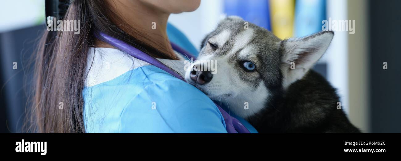Husky Dog Eye Problems