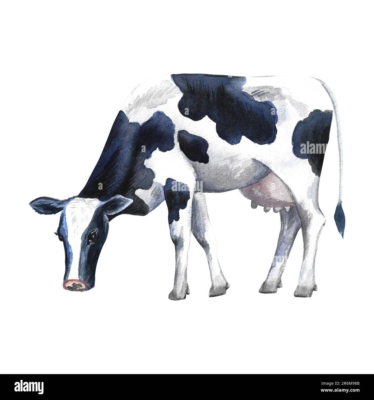 Black and white cow. Watercolor hand drawn illustration. Isolate on ...