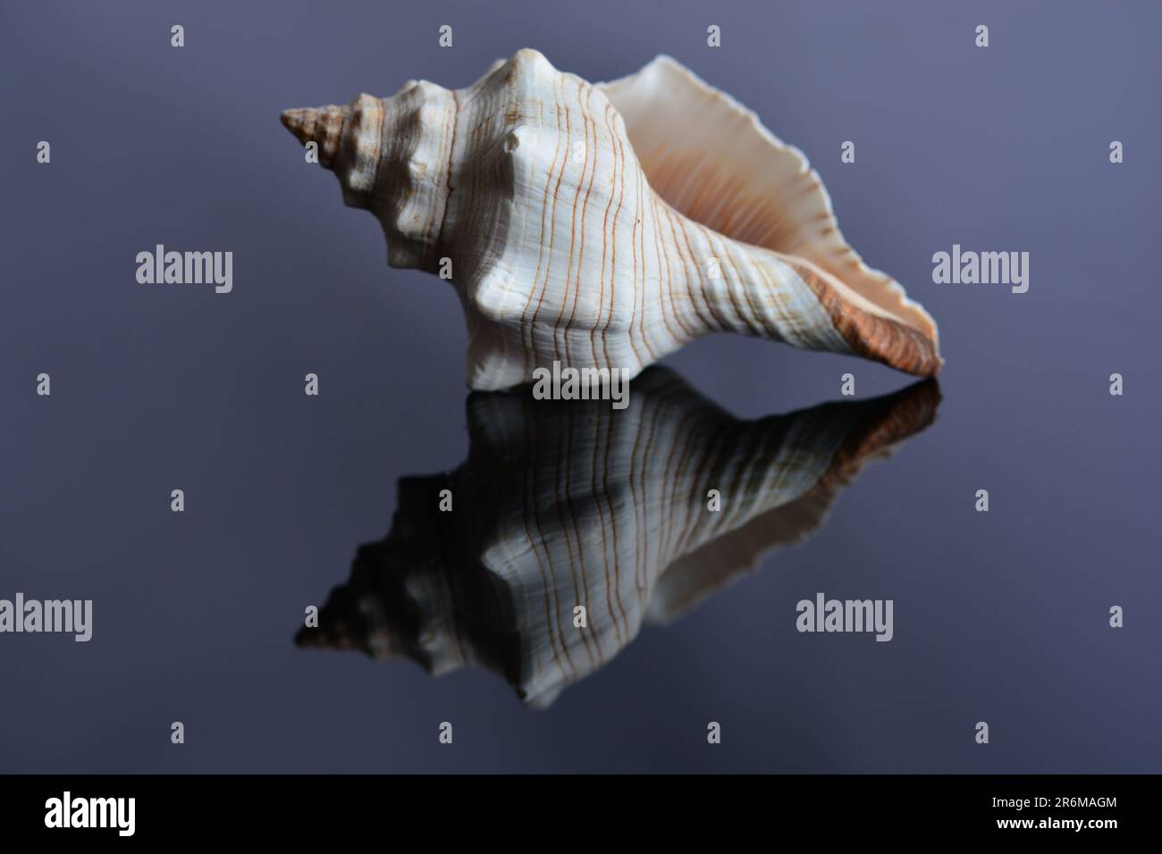 An amazing reflecting photography of a Horse Conch Seashell Stock Photo ...