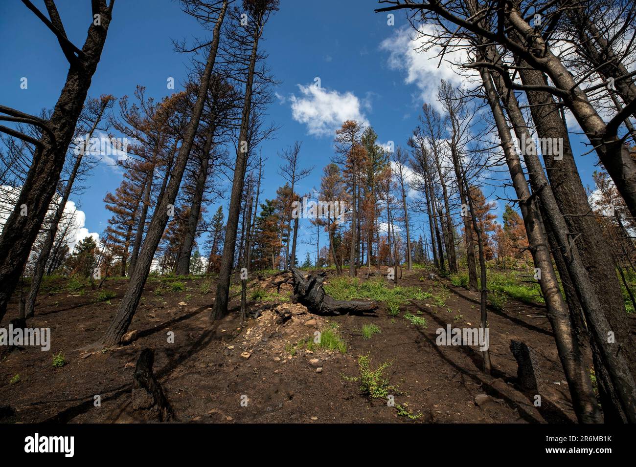 Burned pine trees are shown in a wildfire affected area of the Carson ...