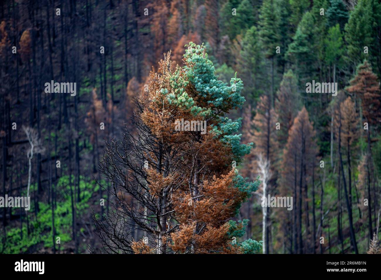 A partially burned pine tree is shown in a wildfire affected area of ...