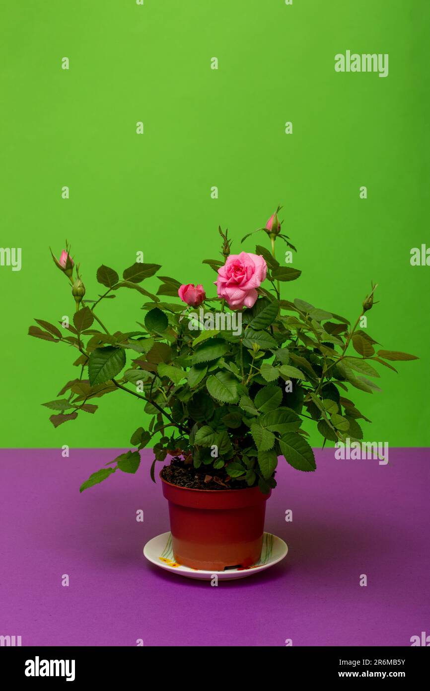 Indoor rose bush in a pot on a colored background Stock Photo - Alamy