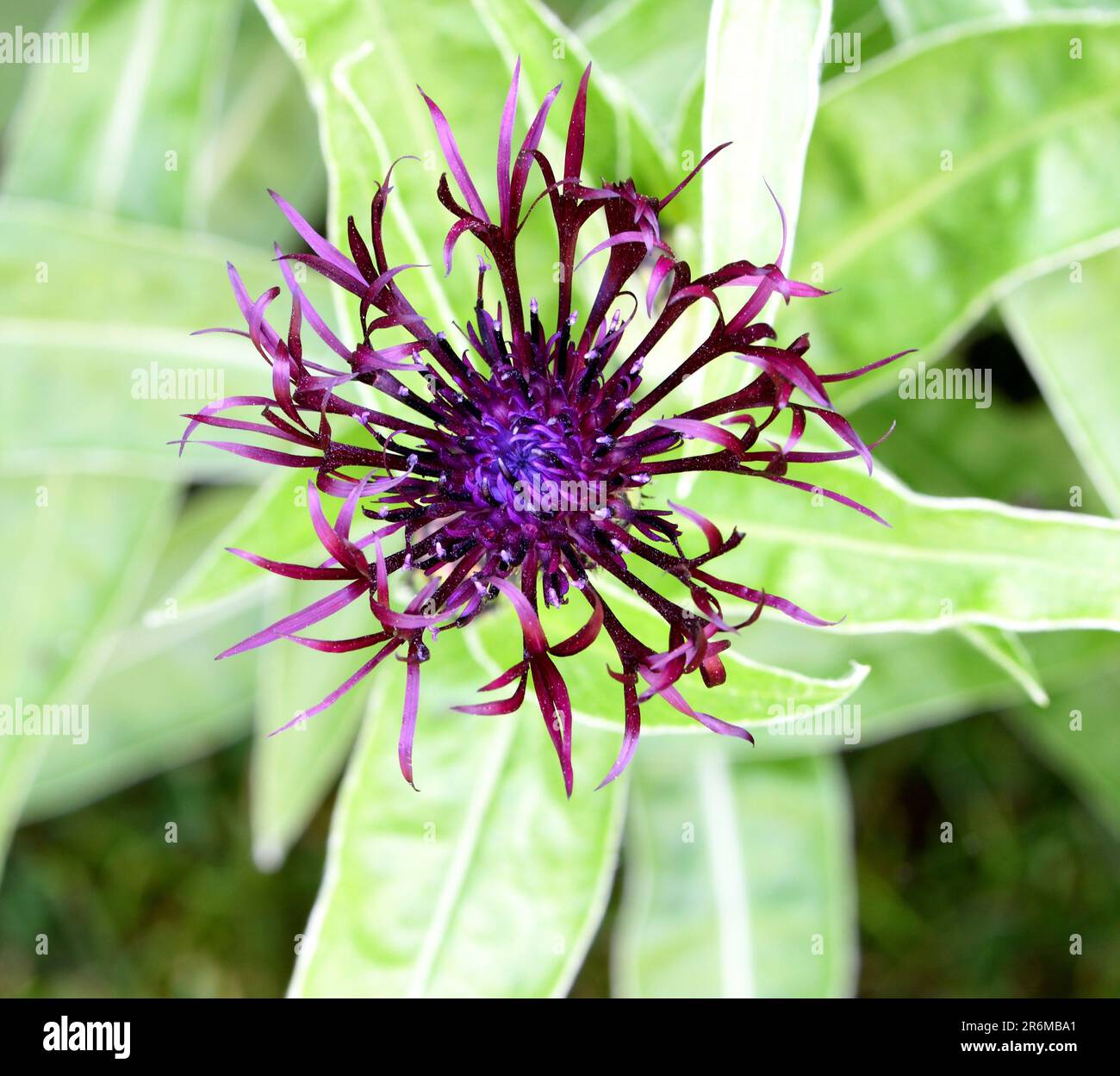 A closeup of the flower head of centaurea montana Jordy Stock Photo - Alamy