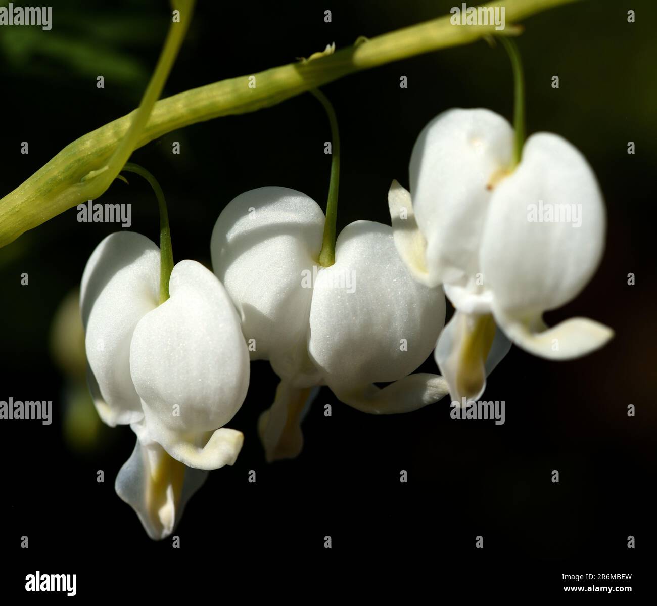 Heart shaped flowers hi-res stock photography and images - Alamy