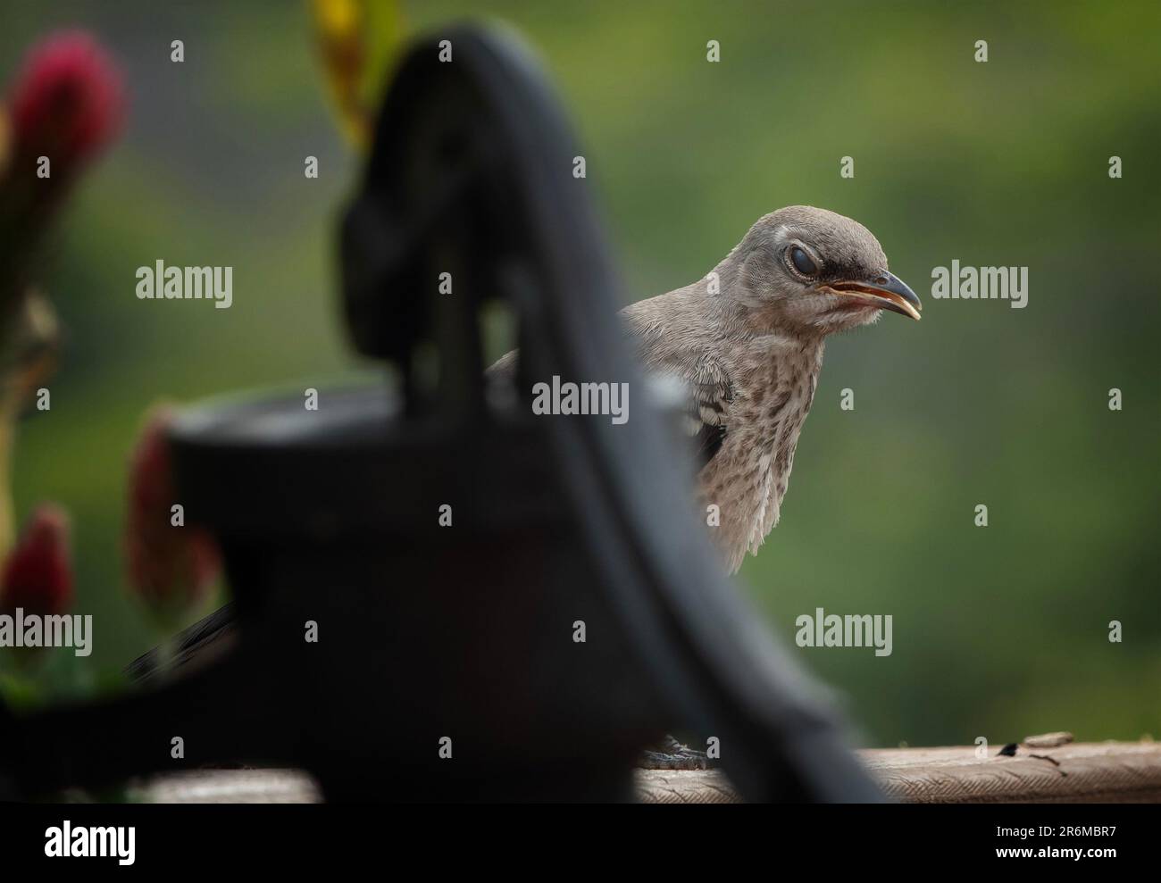 A bird peeks out drom behind the water pump Stock Photo - Alamy