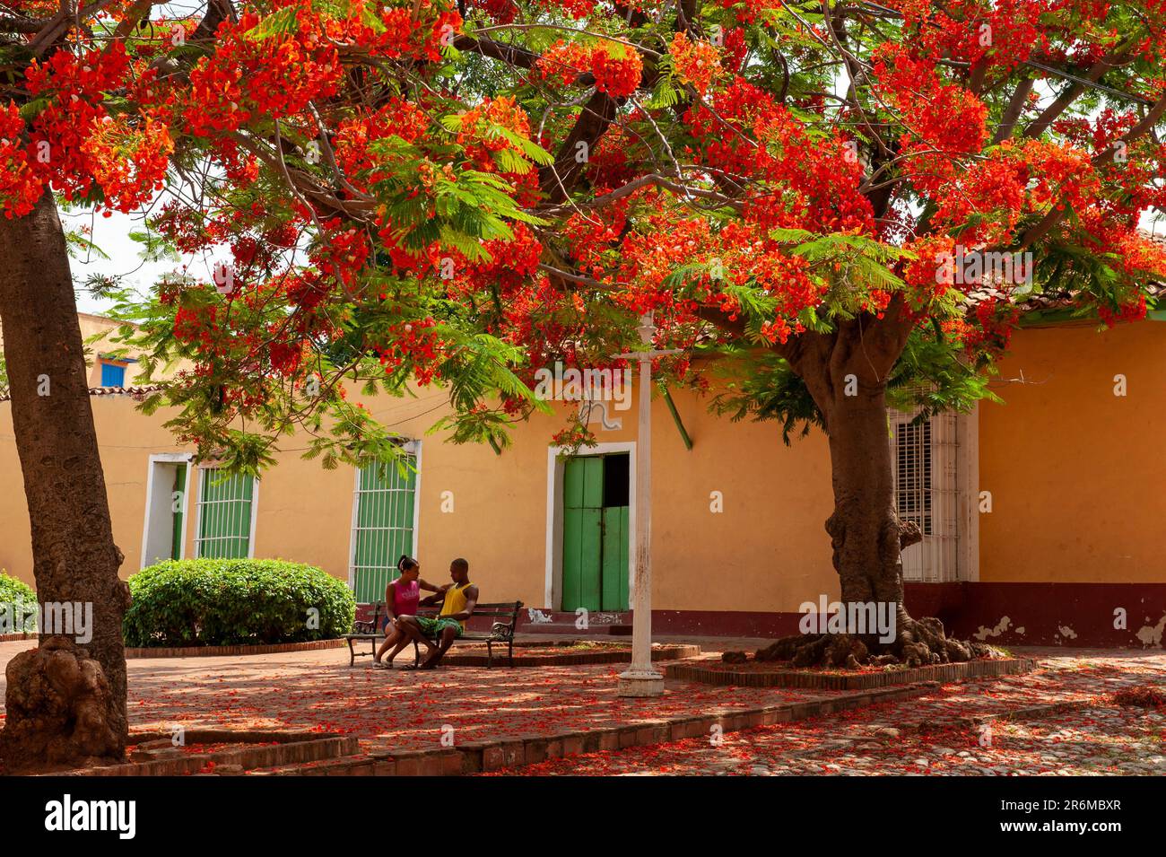 Trinidad, Cuba. A couple sits under a beautiful blooming tree in ...