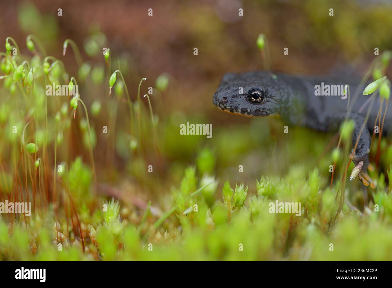 The alpine newt in the wetlands (Ichthyosaura alpestris Stock Photo - Alamy