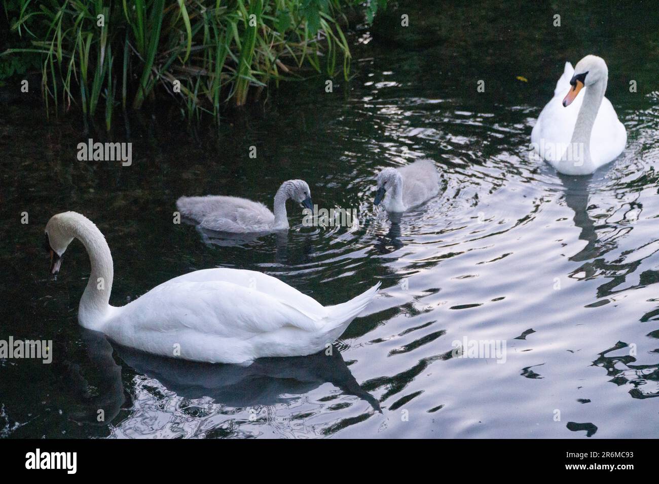Cygnets and swans on the River Thames near Henley-on-Thames. Anna ...