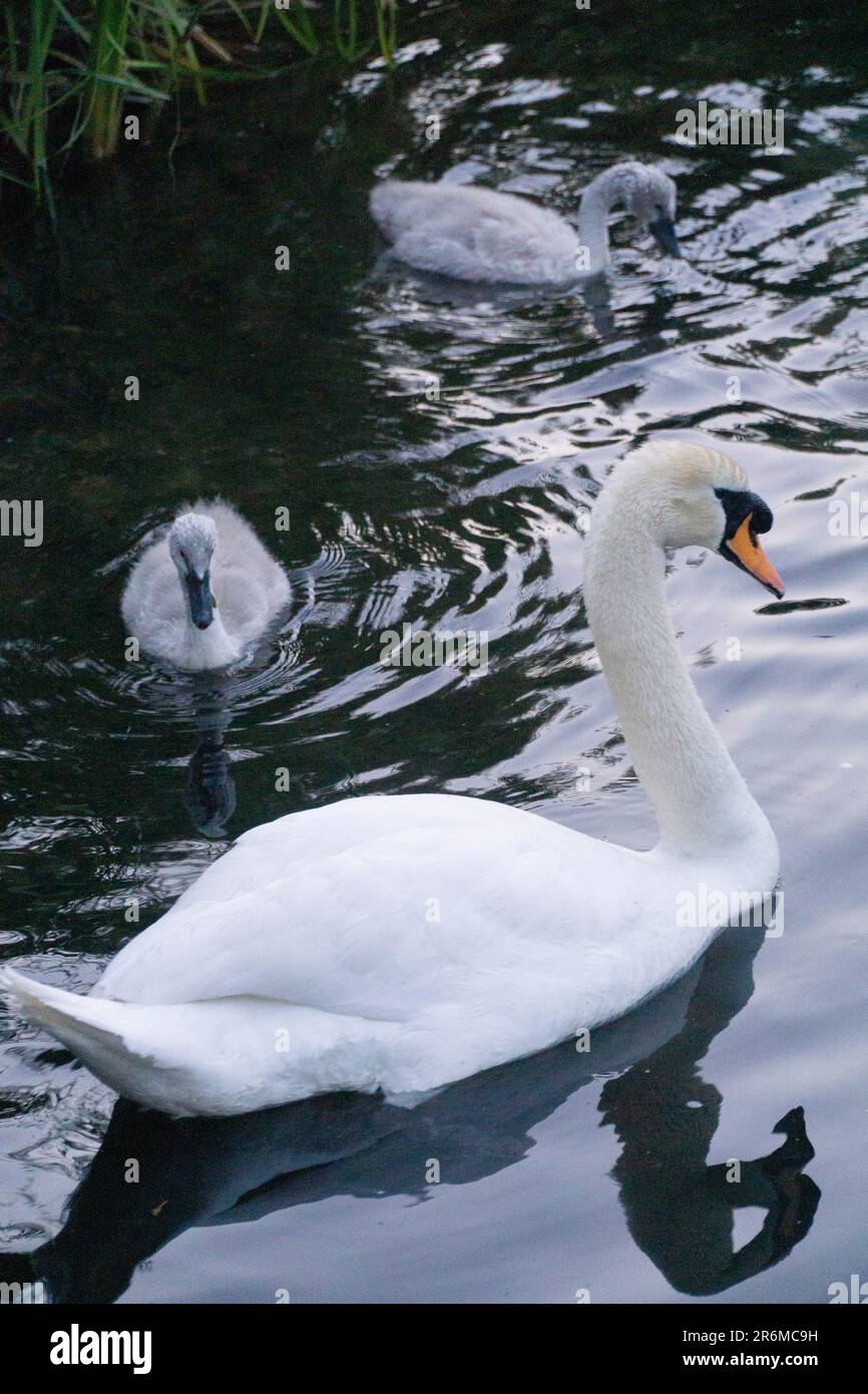 Cygnets and swans on the River Thames near Henley-on-Thames. Anna ...