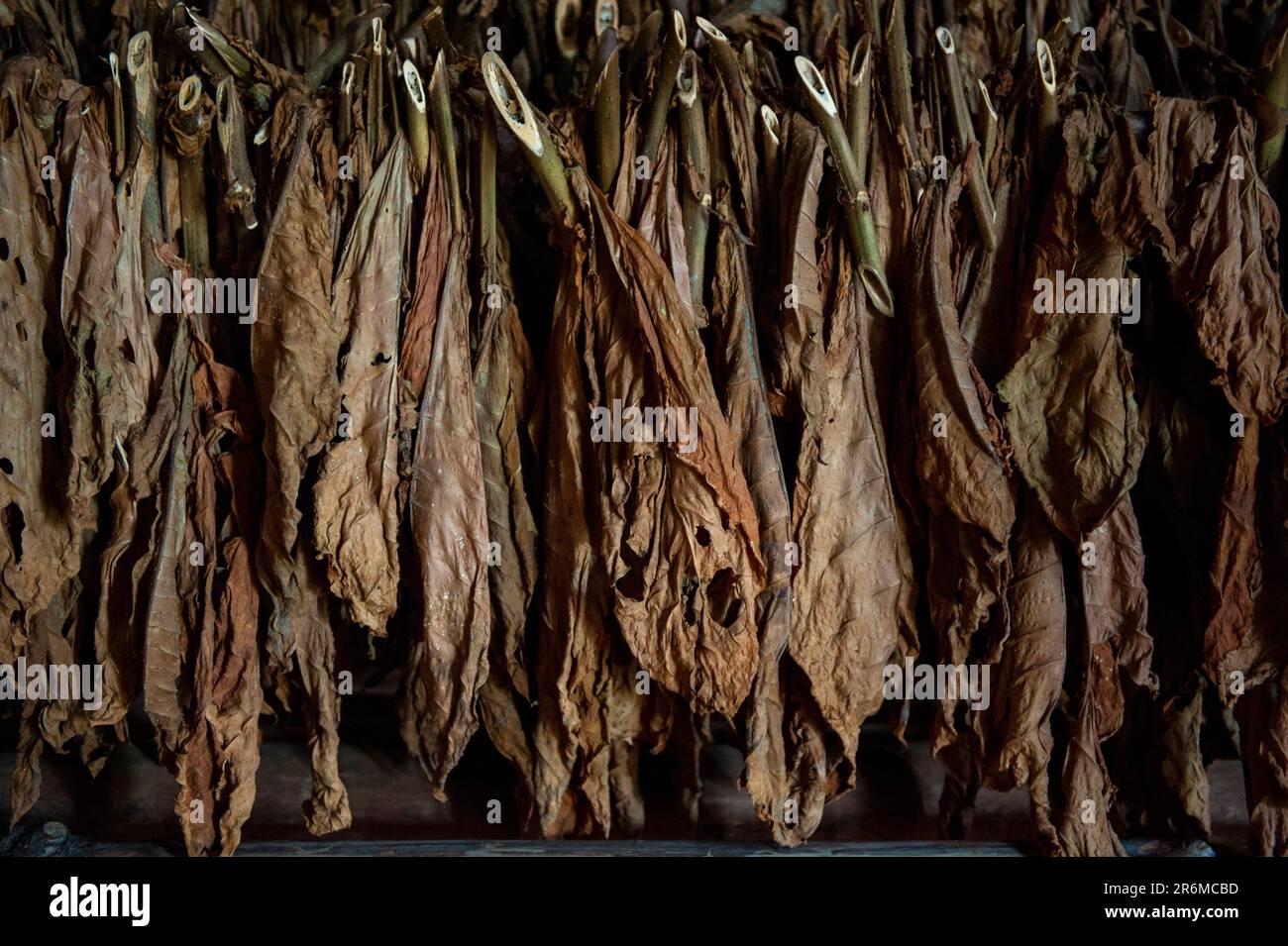 Tobacco leaves hang to dry in Cuba Stock Photo - Alamy