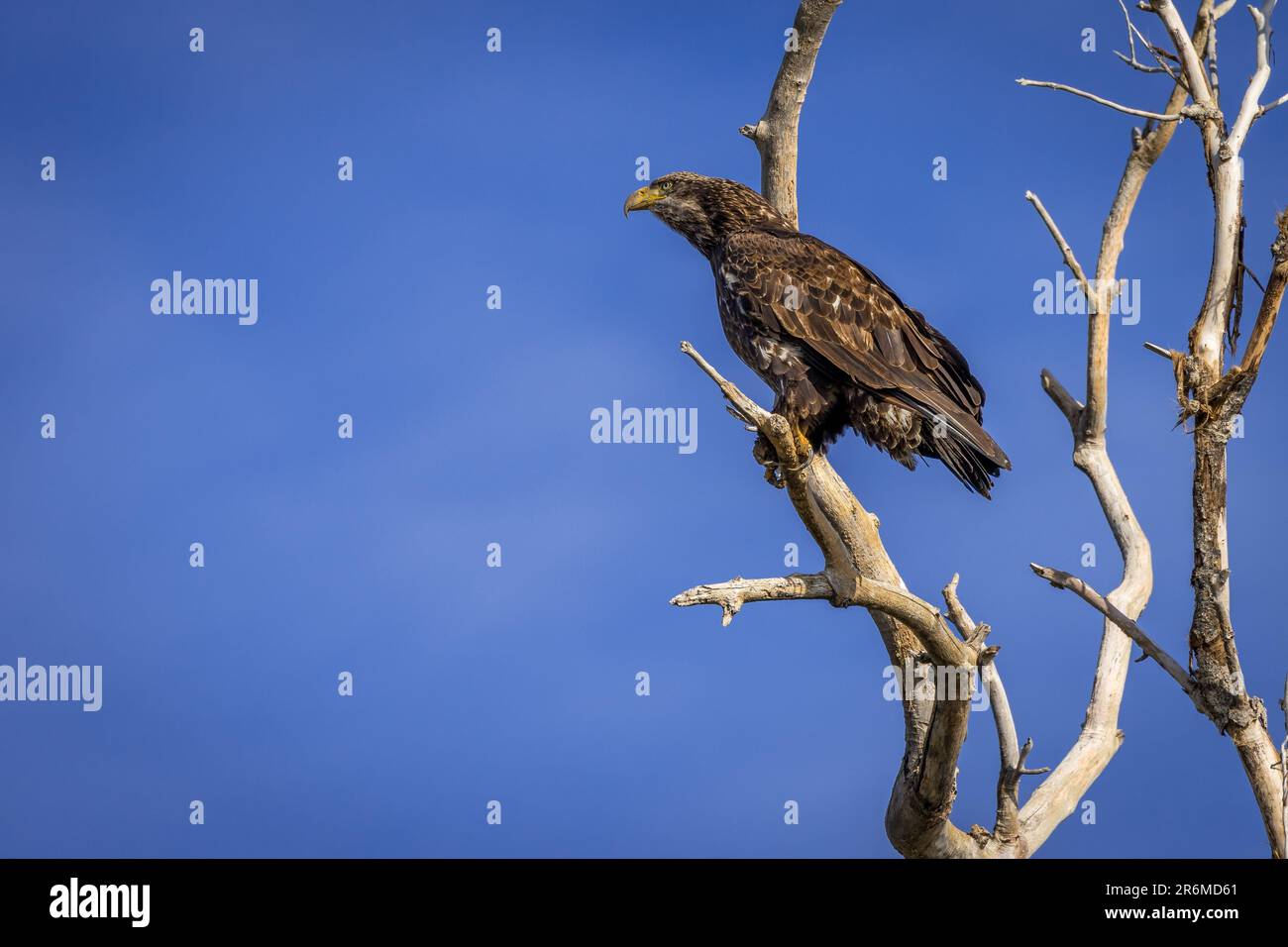 A large bird is perched on a barren tree branch, gazing downwards Stock ...