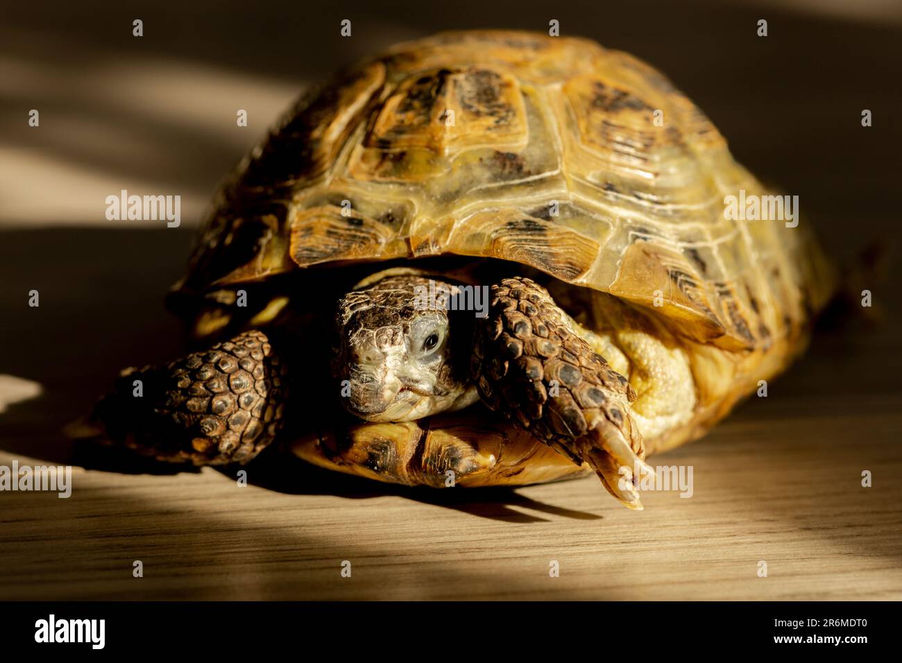 a land turtle crawls on the floor in a room Stock Photo - Alamy