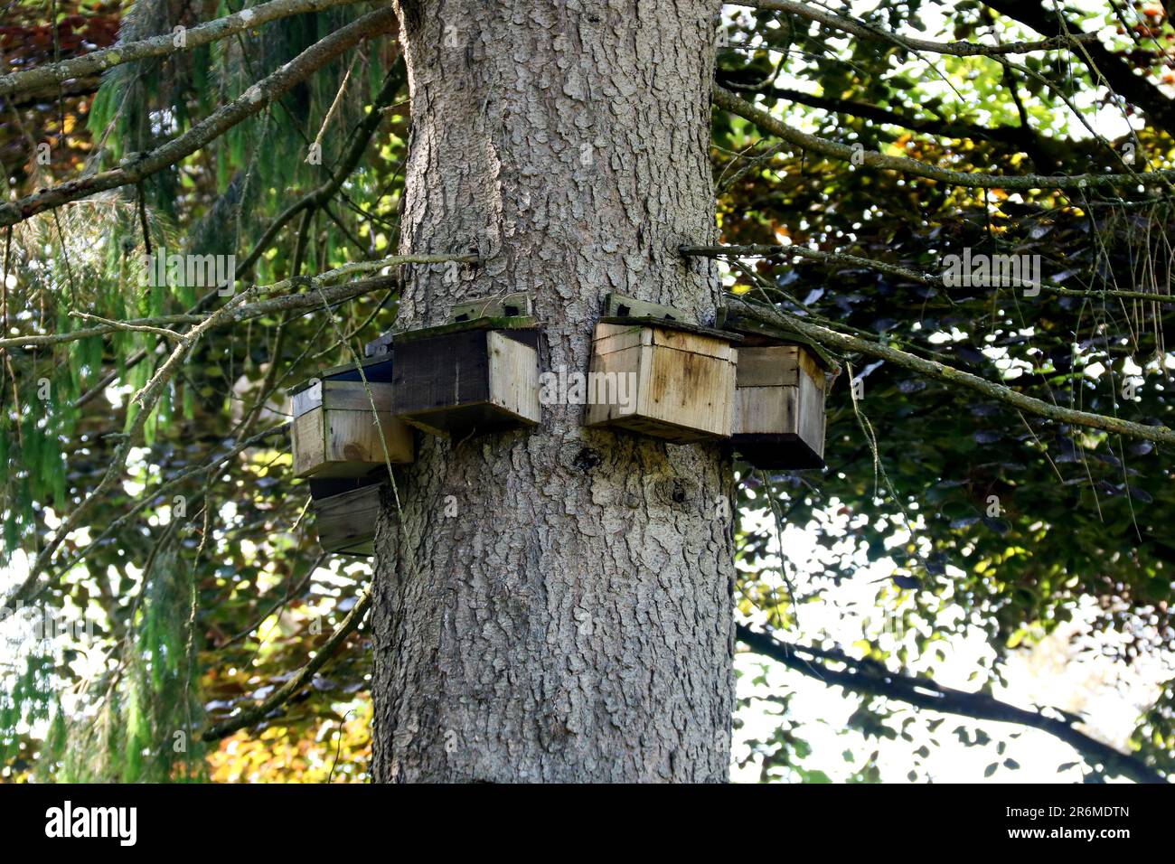 Old bird nesting boxes on a tree trunk in a country estate garden Stock ...
