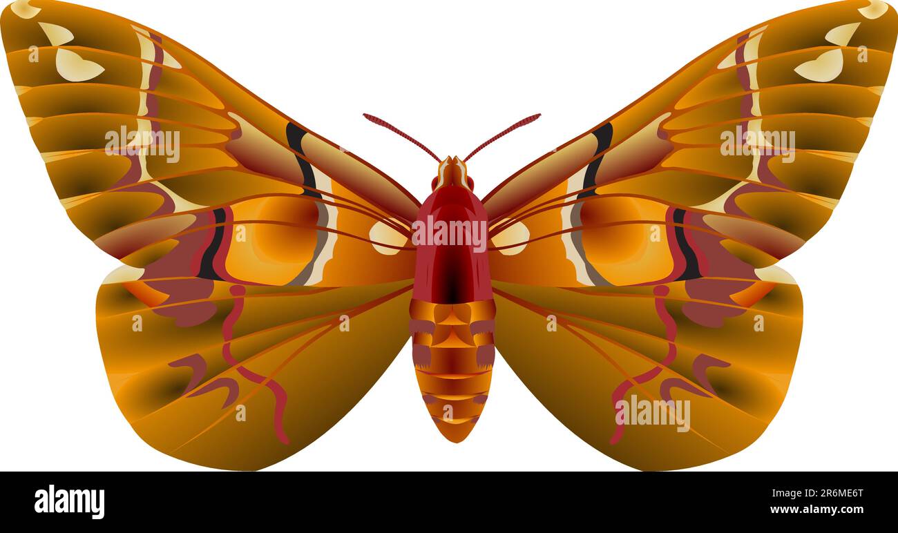 Grassland moth Stock Vector Images - Alamy