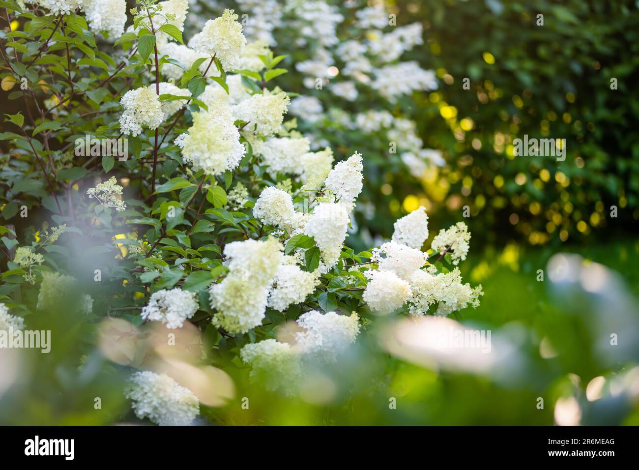 Tender flowers of hydrangea arborescens, backlit by the low evening sun ...