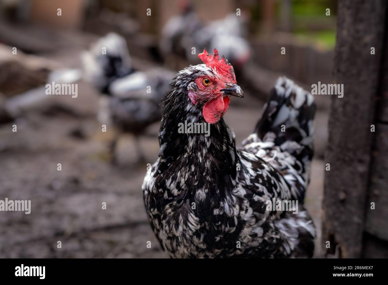 chickens on the traditional free range poultry farm in the village ...